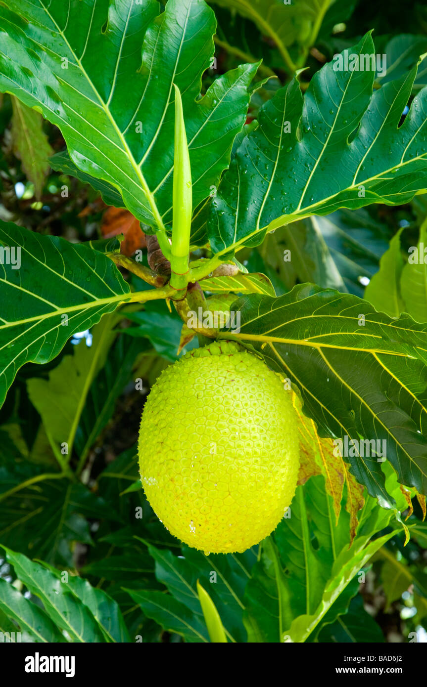 Breadfruit