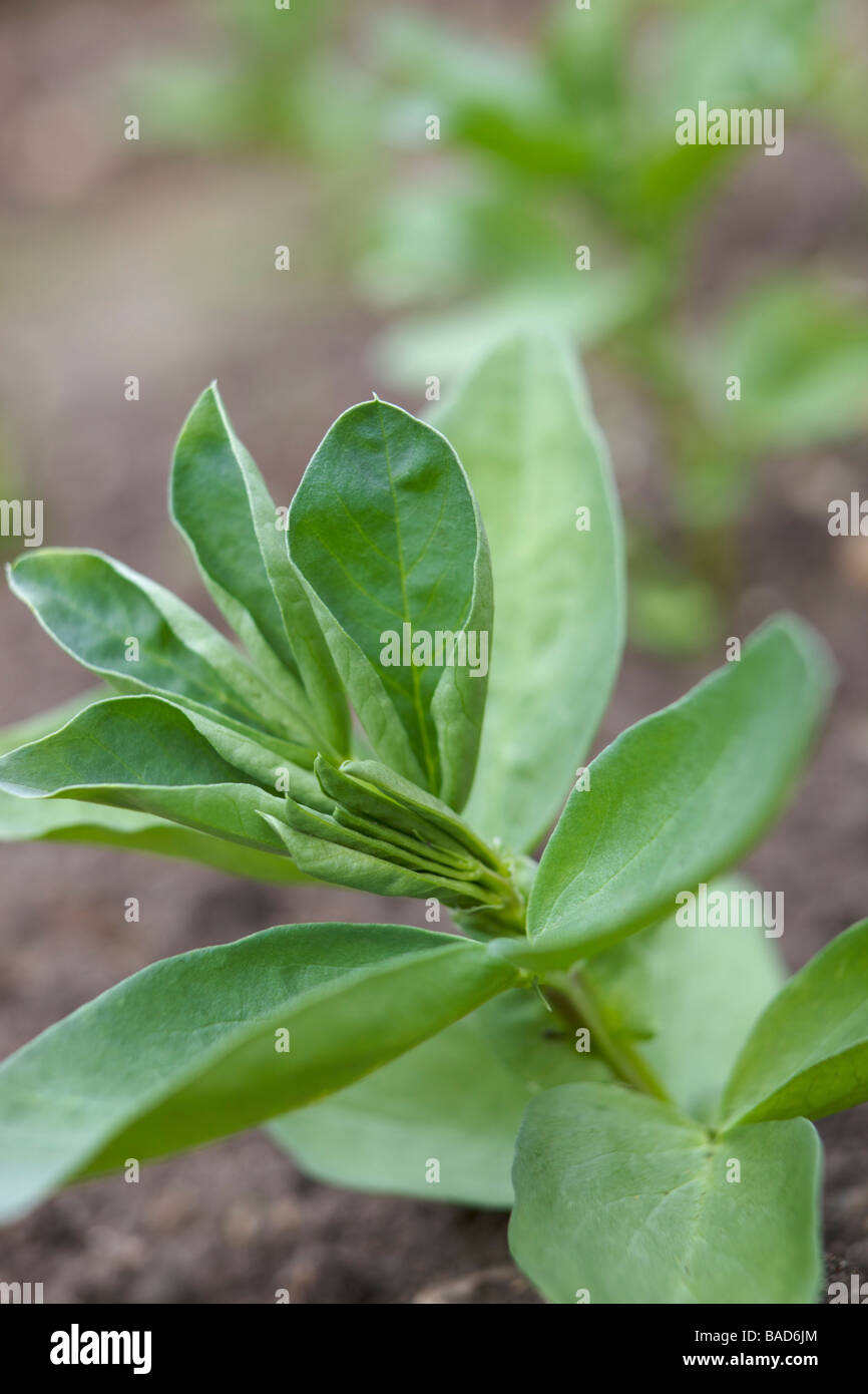 Broad bean plant hi-res stock photography and images - Alamy