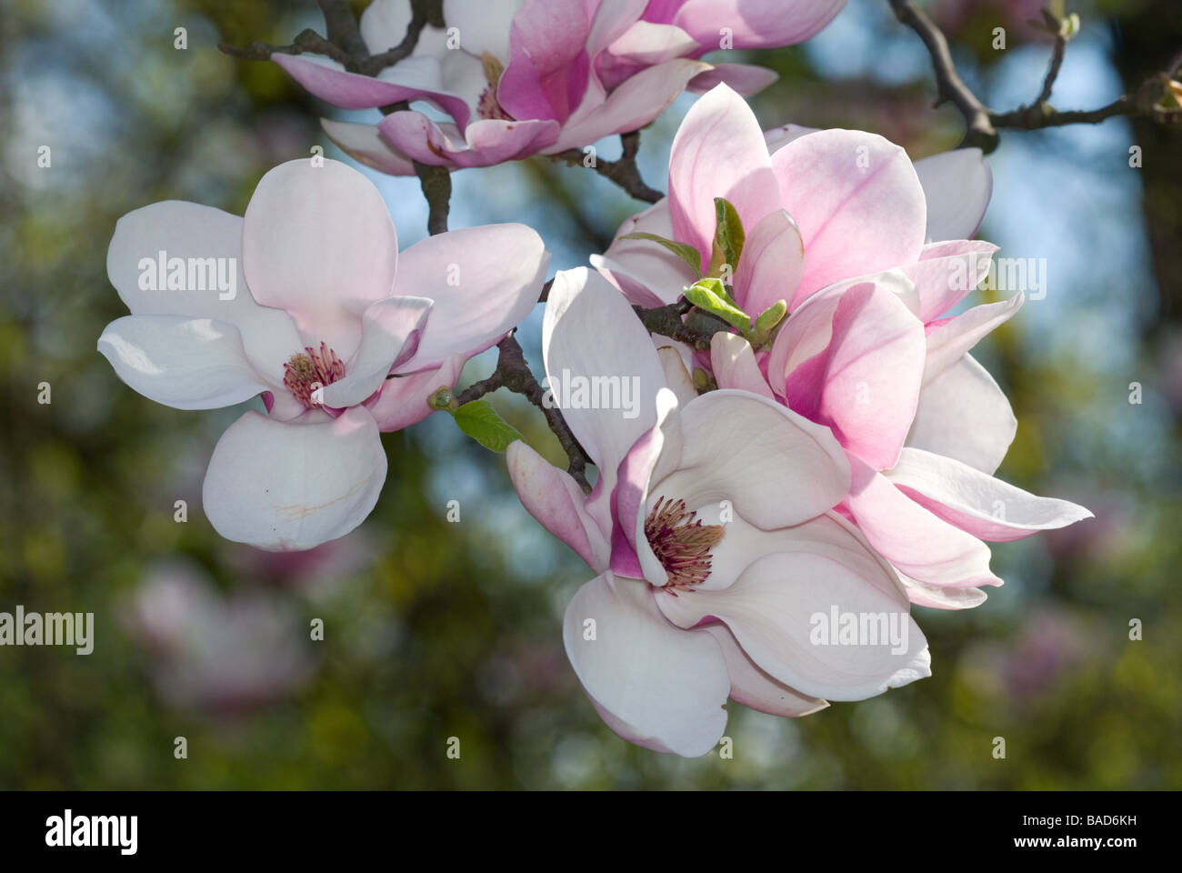 Magnolia x suolangeana 'Alexandrina' Stock Photo - Alamy