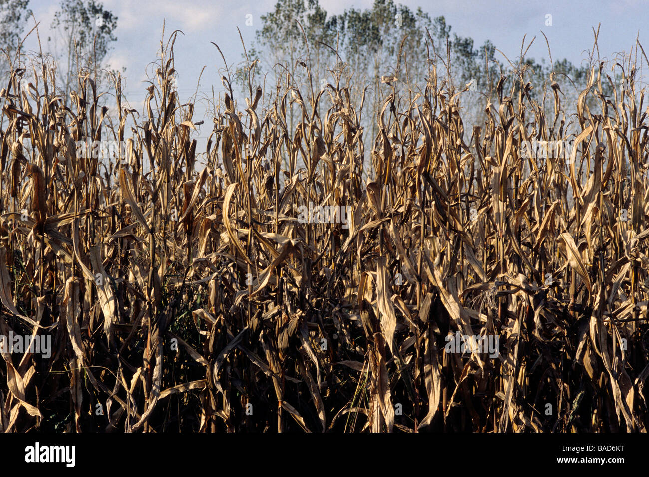 Mais farming hi-res stock photography and images - Alamy