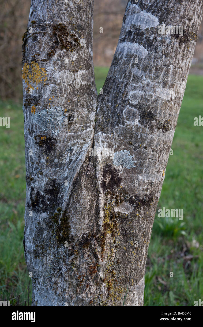 The tree of imagination hi-res stock photography and images - Alamy