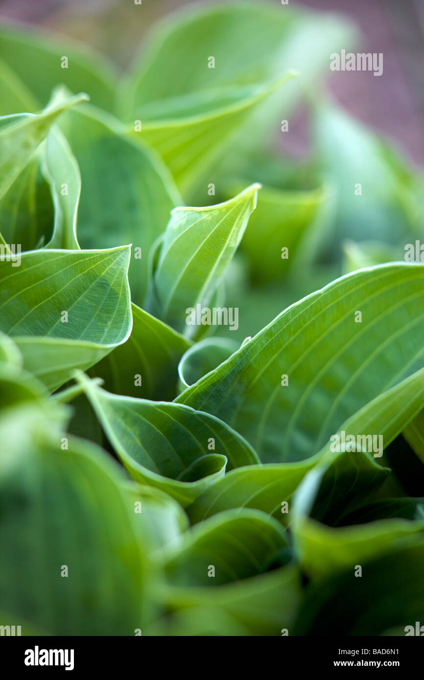 Emerging hosta hi-res stock photography and images - Alamy