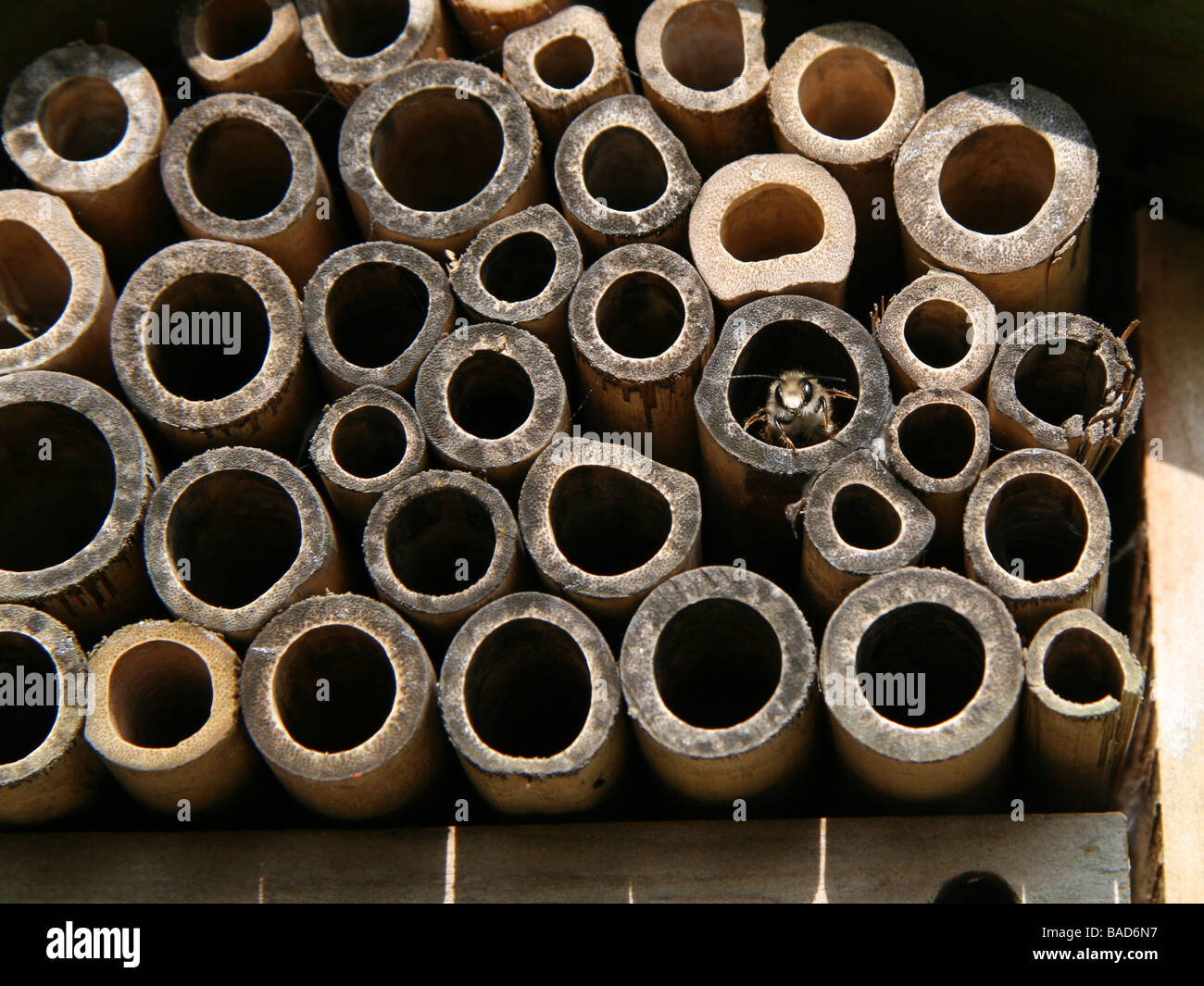 Solitary Bee in nest box Stock Photo - Alamy