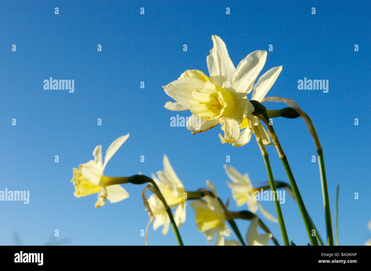 Unpicked daffodils hi-res stock photography and images - Alamy