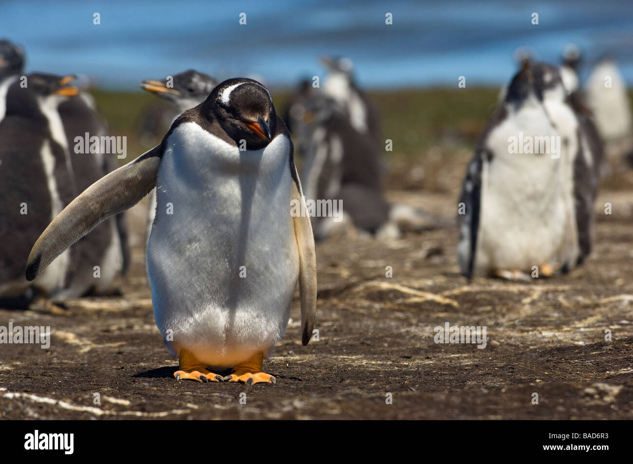 Penguin stretching hi-res stock photography and images - Alamy