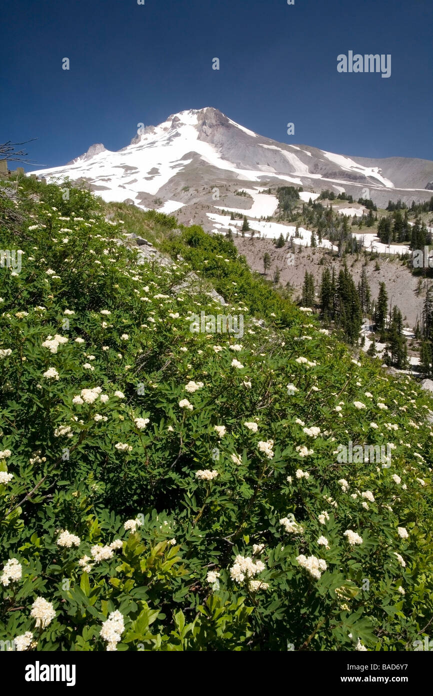 White flowers on the side of a mountain, Mount Hood National Forest ...
