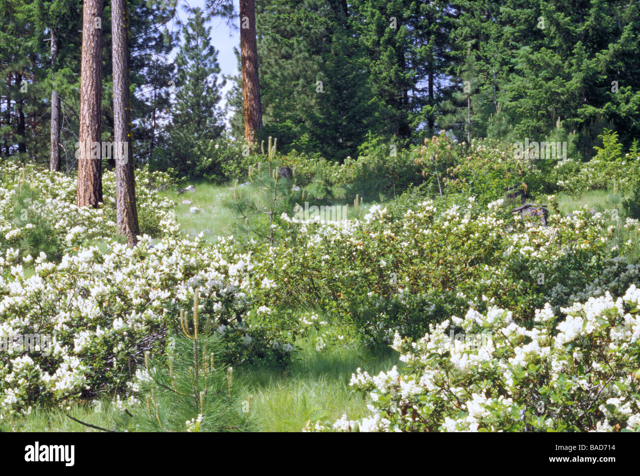 Snowbush hi-res stock photography and images - Alamy