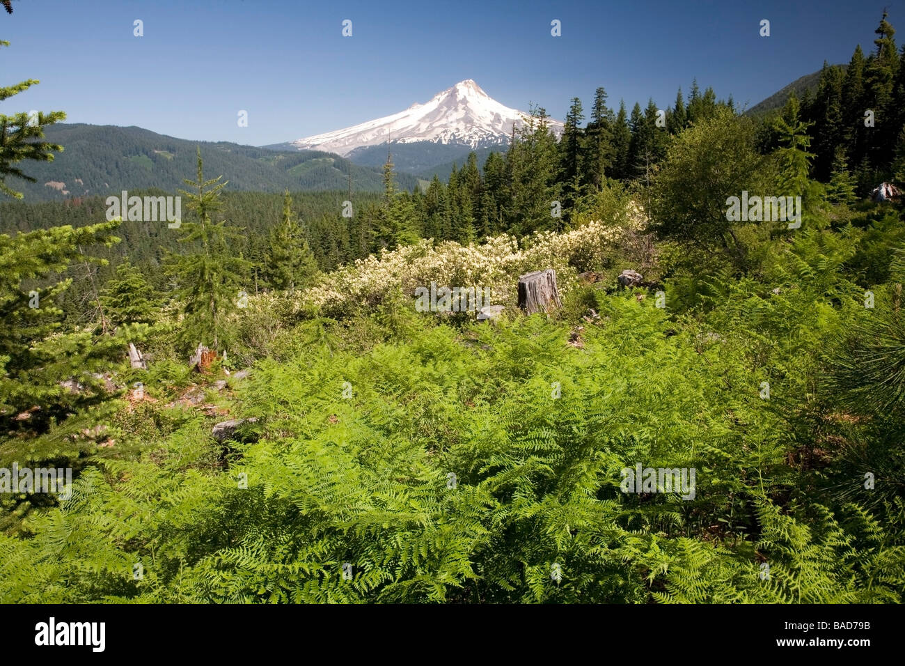 Lush foliage at base of mountain, Mount Hood National Forest, Oregon ...