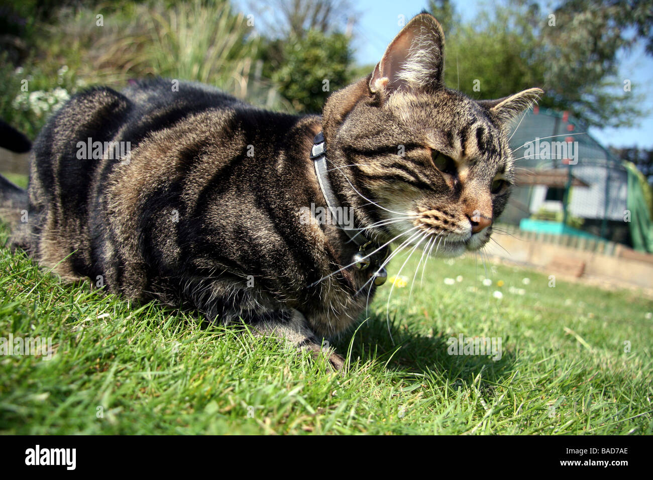 Female Tabby Cat in Garden Stock Photo - Alamy