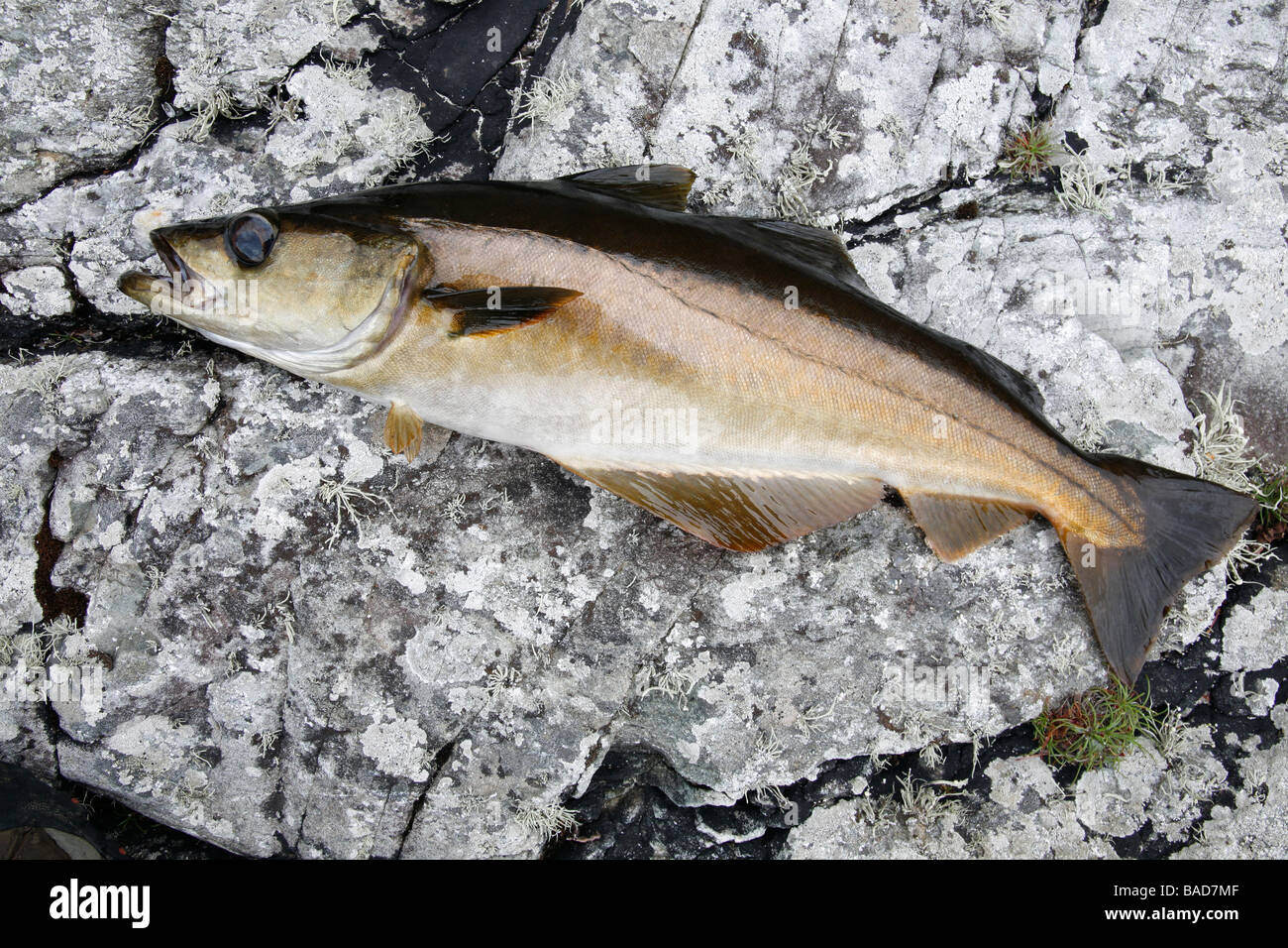 Green pollack, Pollachius pollachius; caught at West coast of Ireland ...