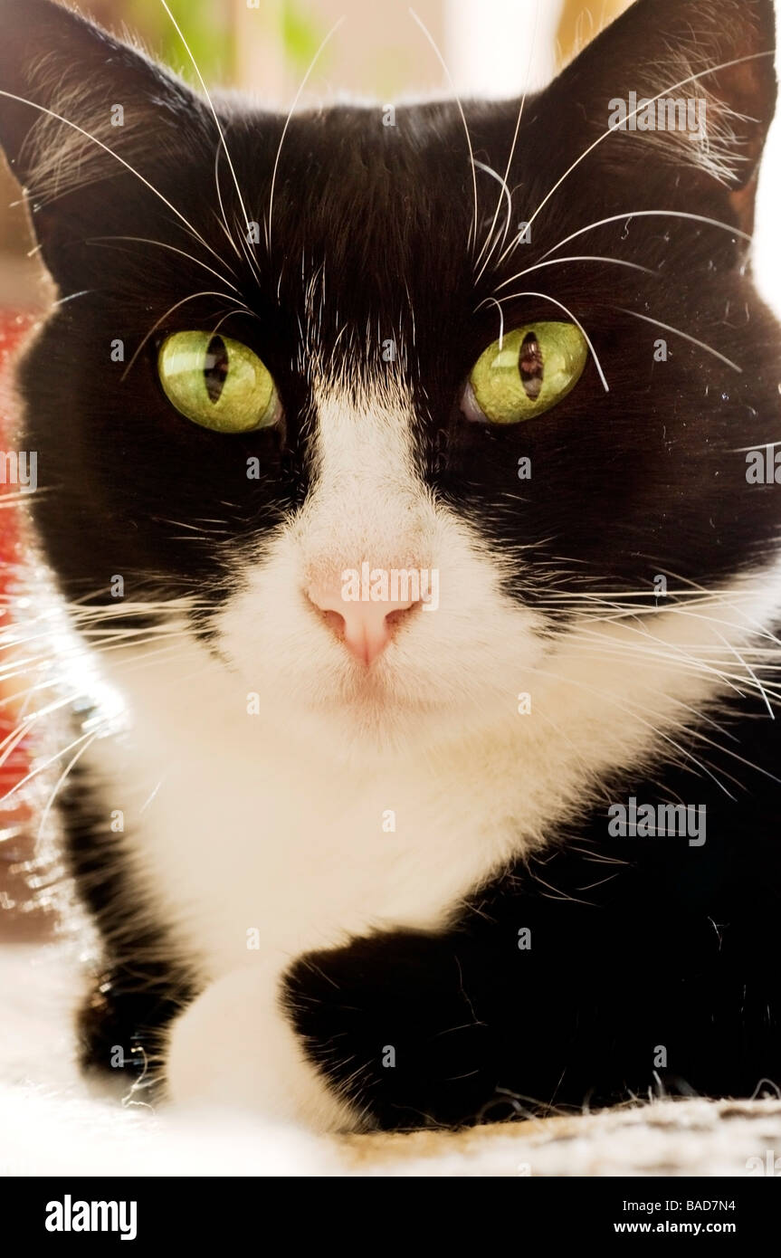 Cat pics hi-res stock photography and images - Alamy