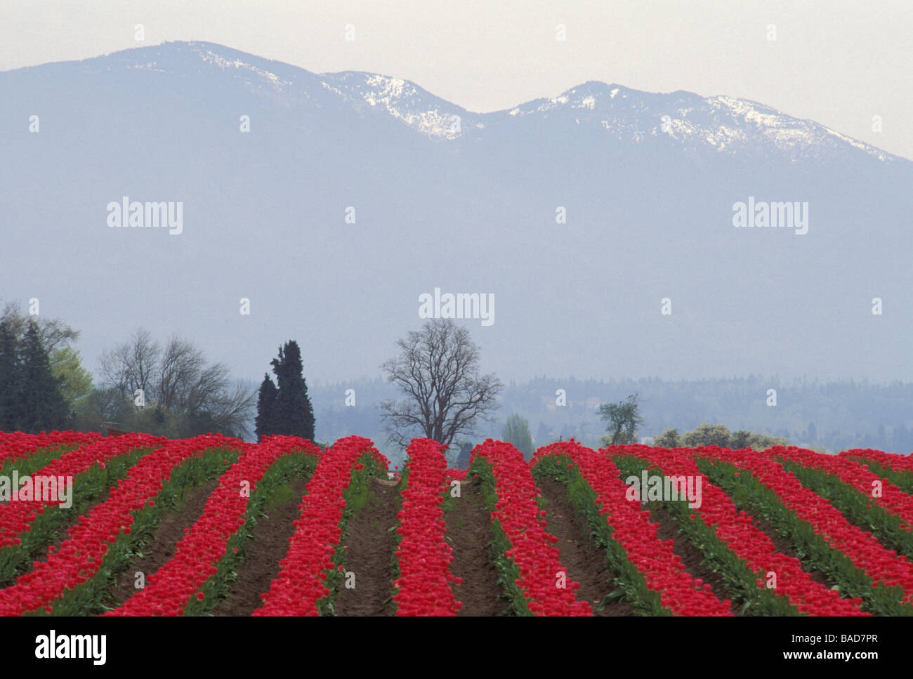 Tulip Bulb Fields Stock Photo - Alamy