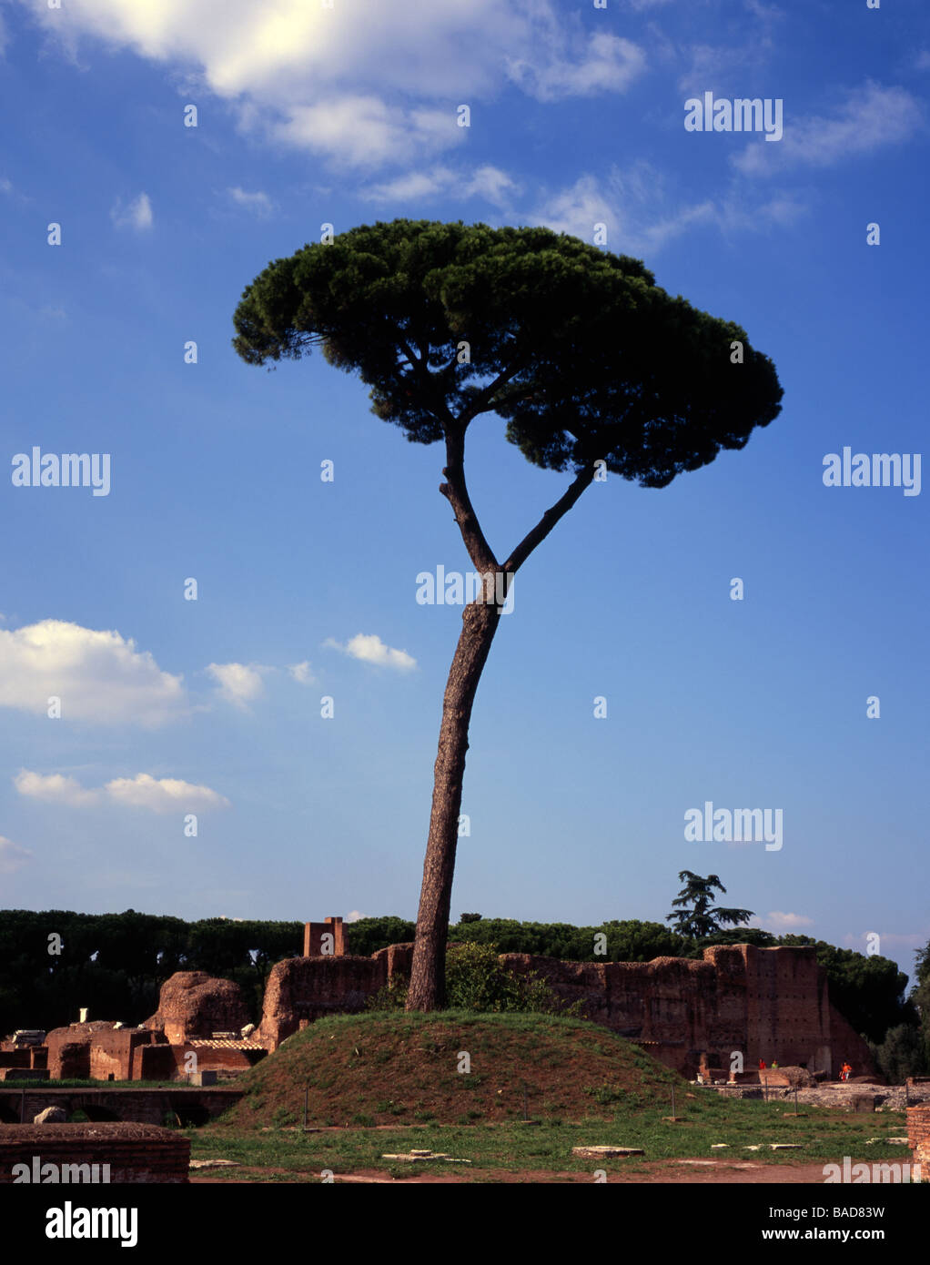 Stone Pine, Pinus pinea, The Imperial Palace Complex Palatine Hill ...