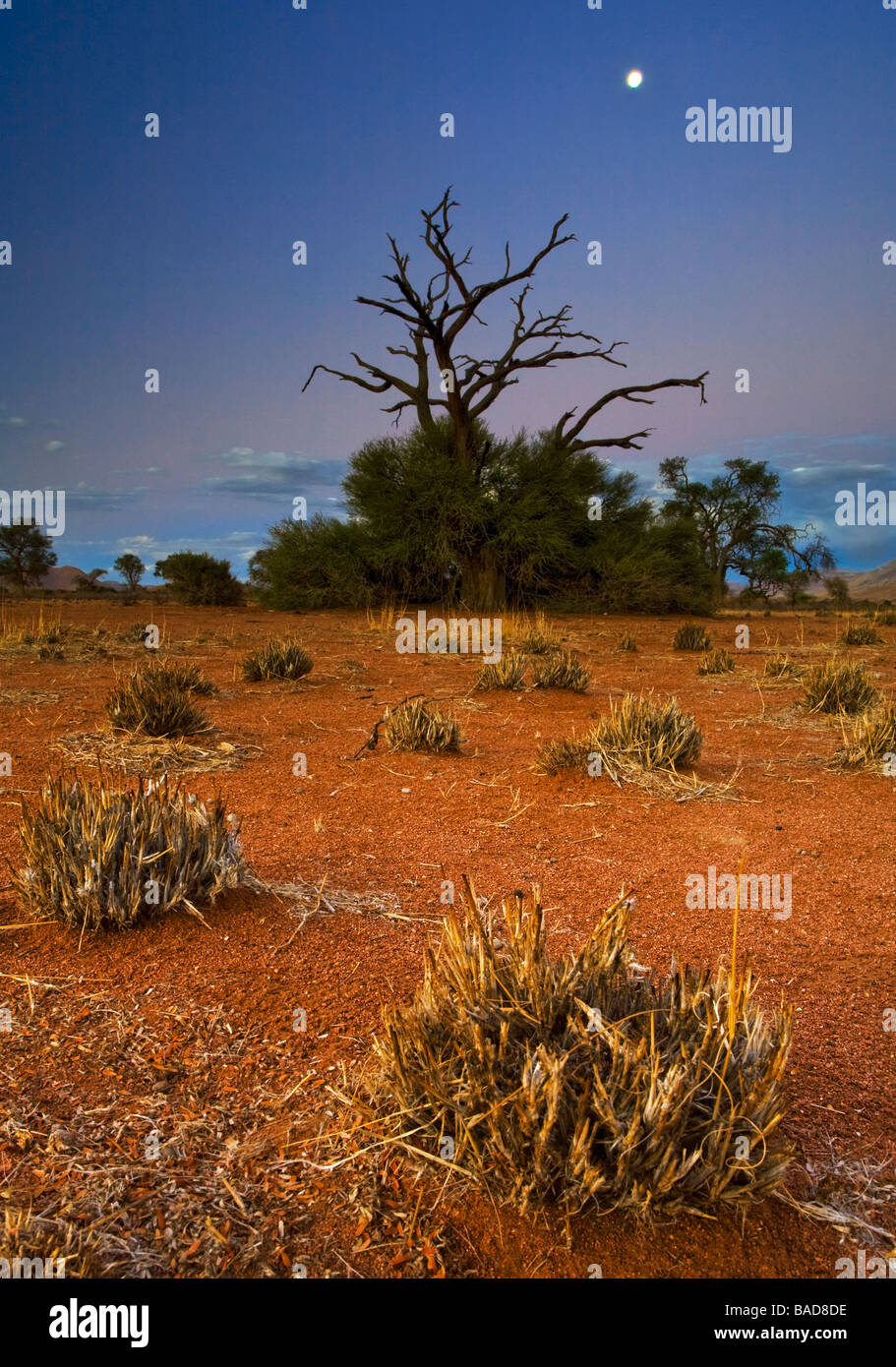 A dead tree at dusk with moon surrounded by red soil and shrubs Stock ...