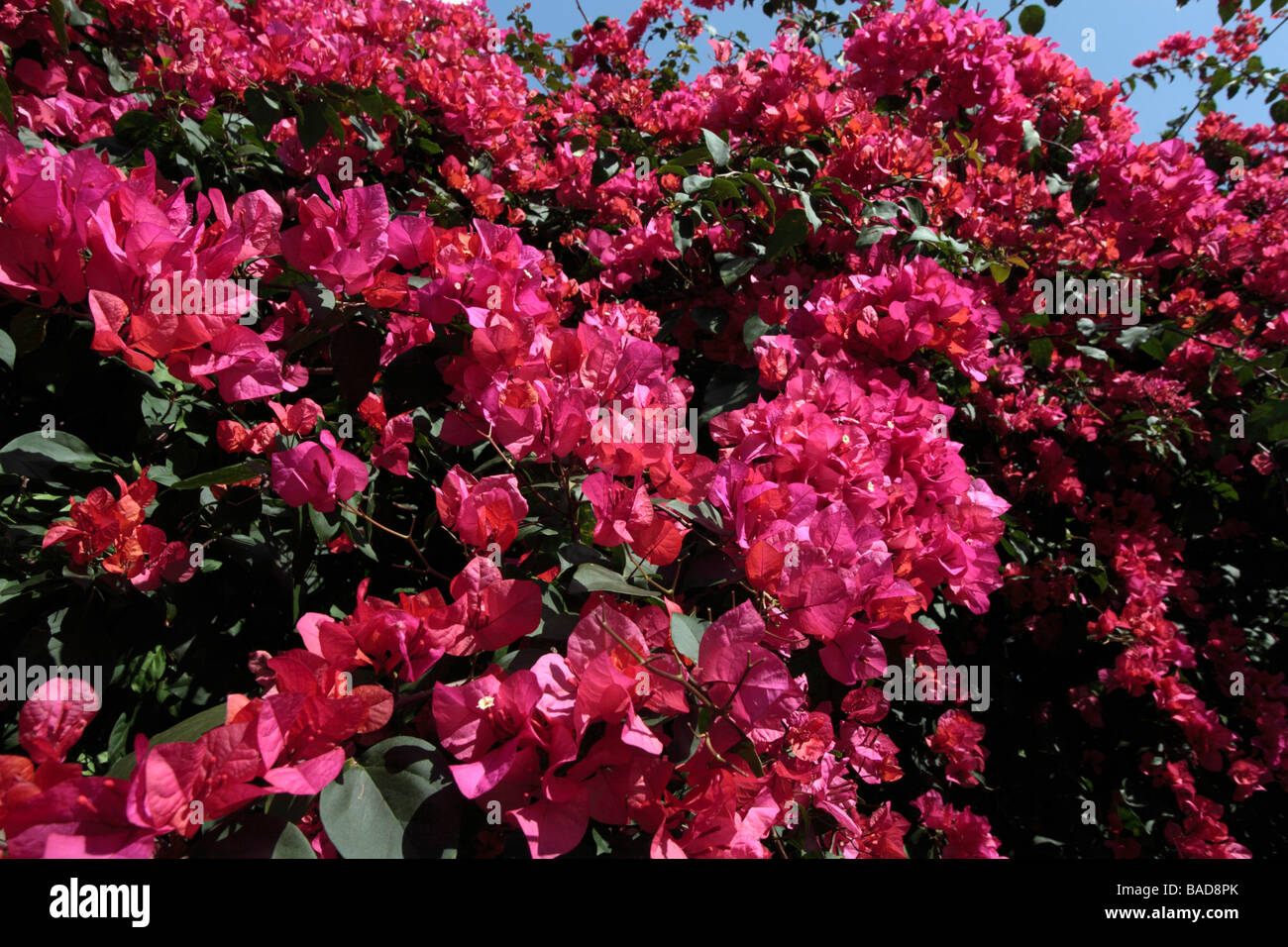 Paper flowers bloom in spring Stock Photo - Alamy