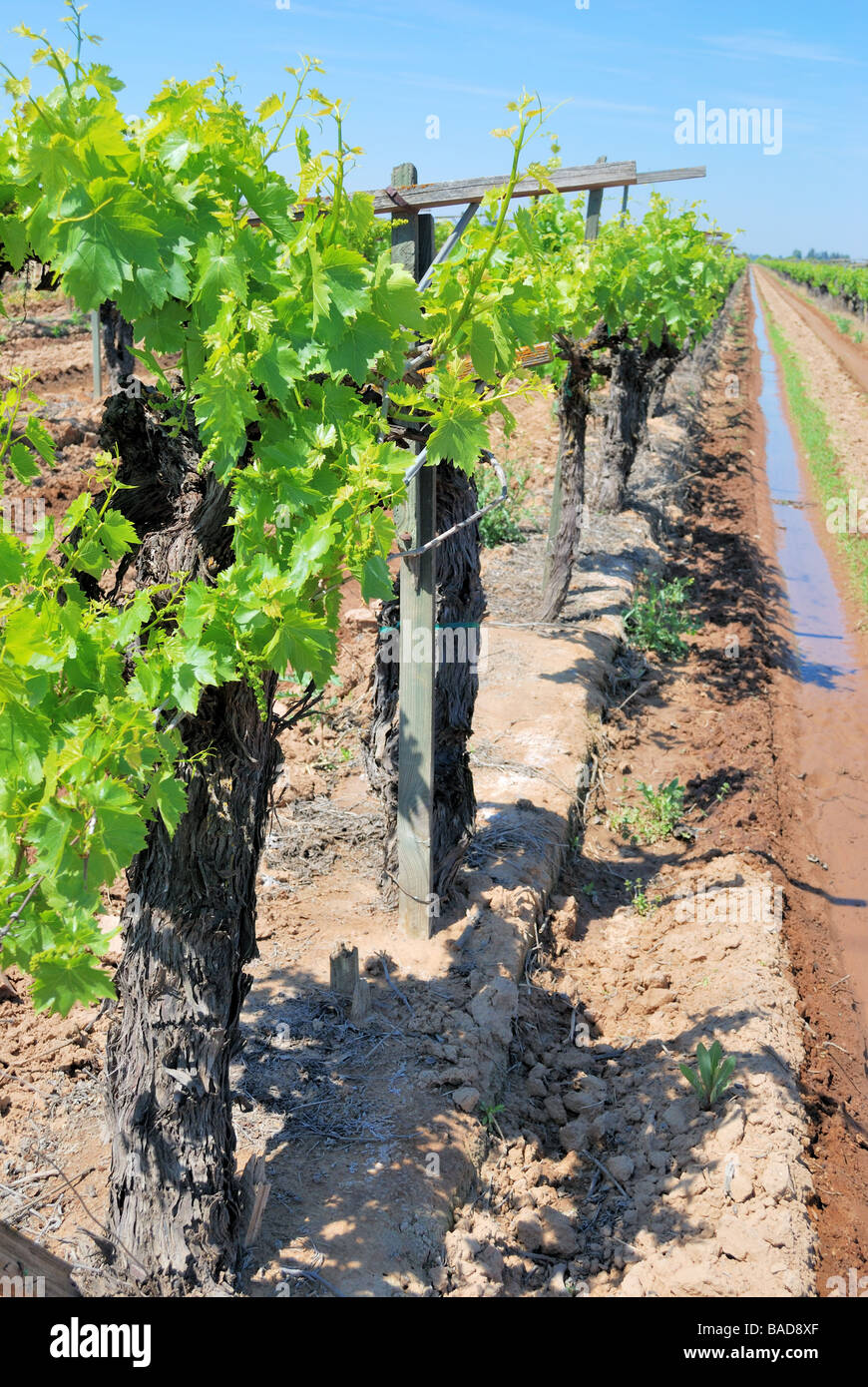 Thompson seedless grapes hi-res stock photography and images - Alamy