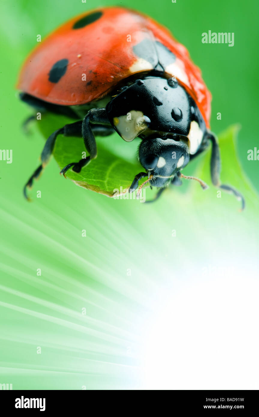 green leaf with lady bug Stock Photo - Alamy