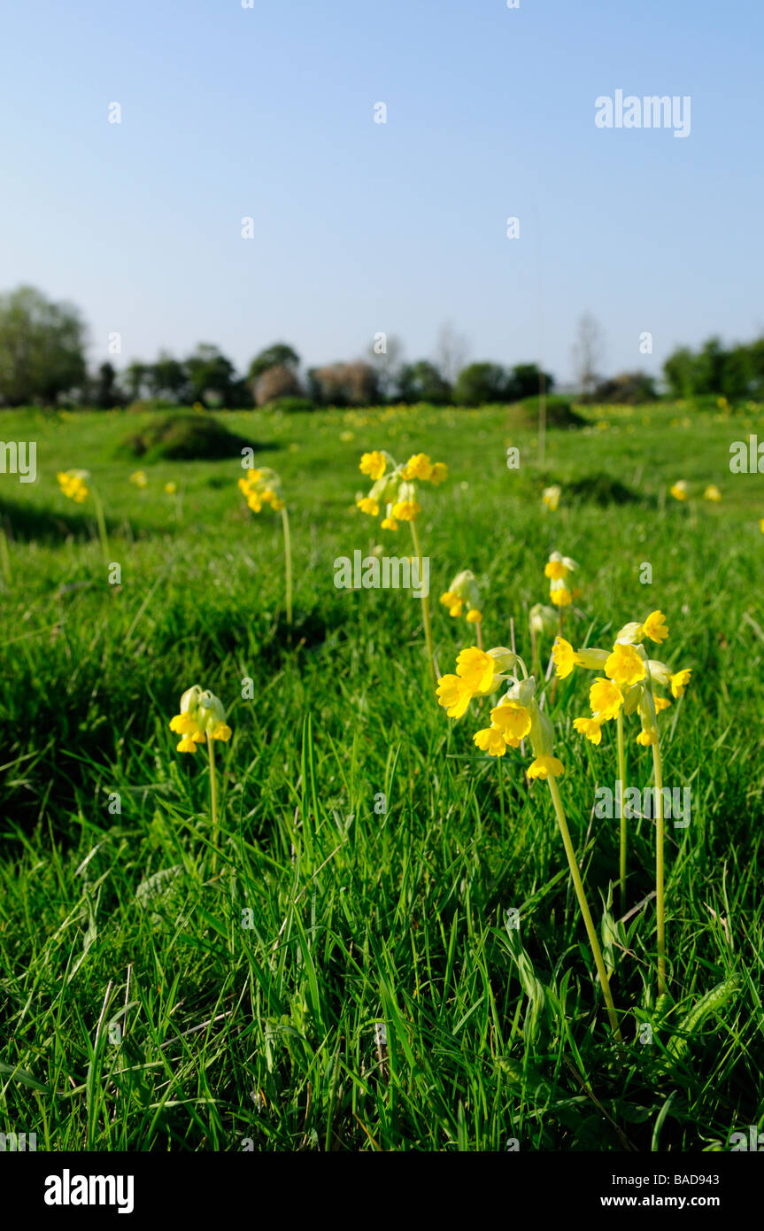 Cowslips at Upwood Meadows NNR, Upwood, cambridgeshire England UK Stock ...