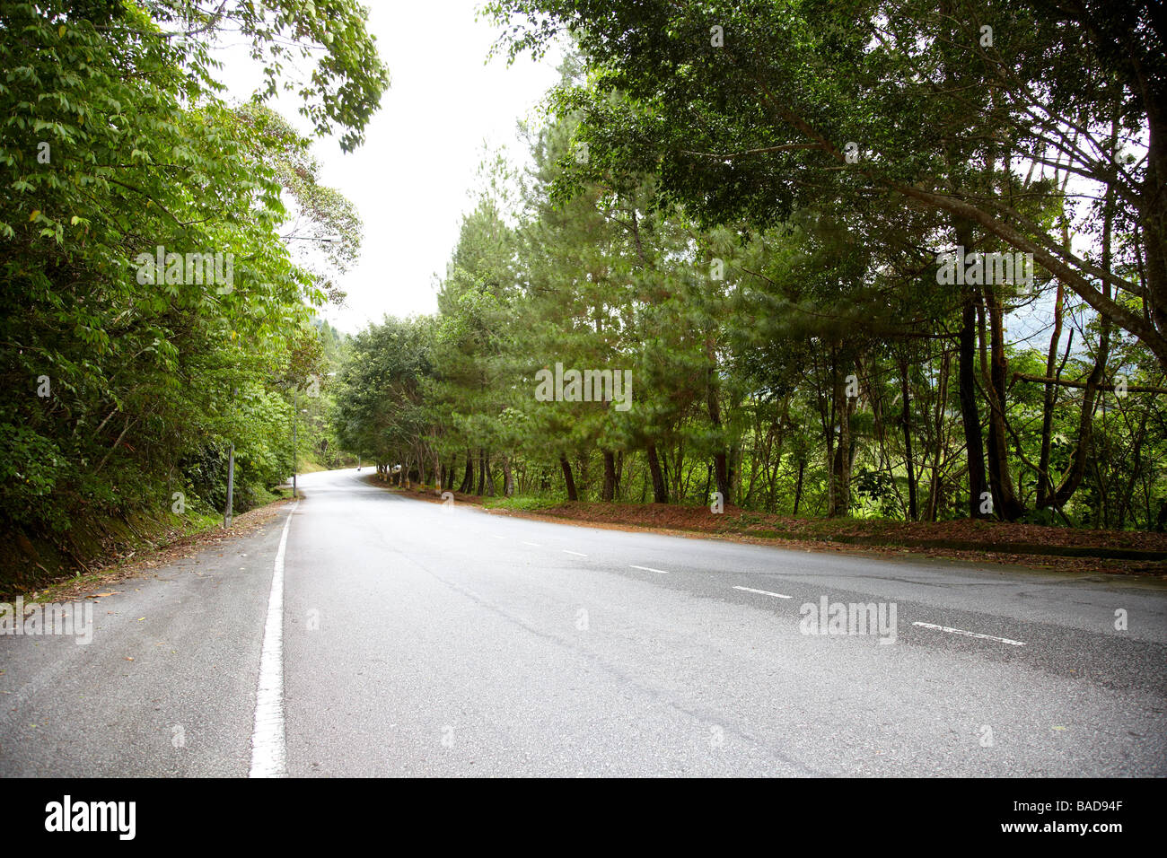 tropical forest jungle road Stock Photo - Alamy