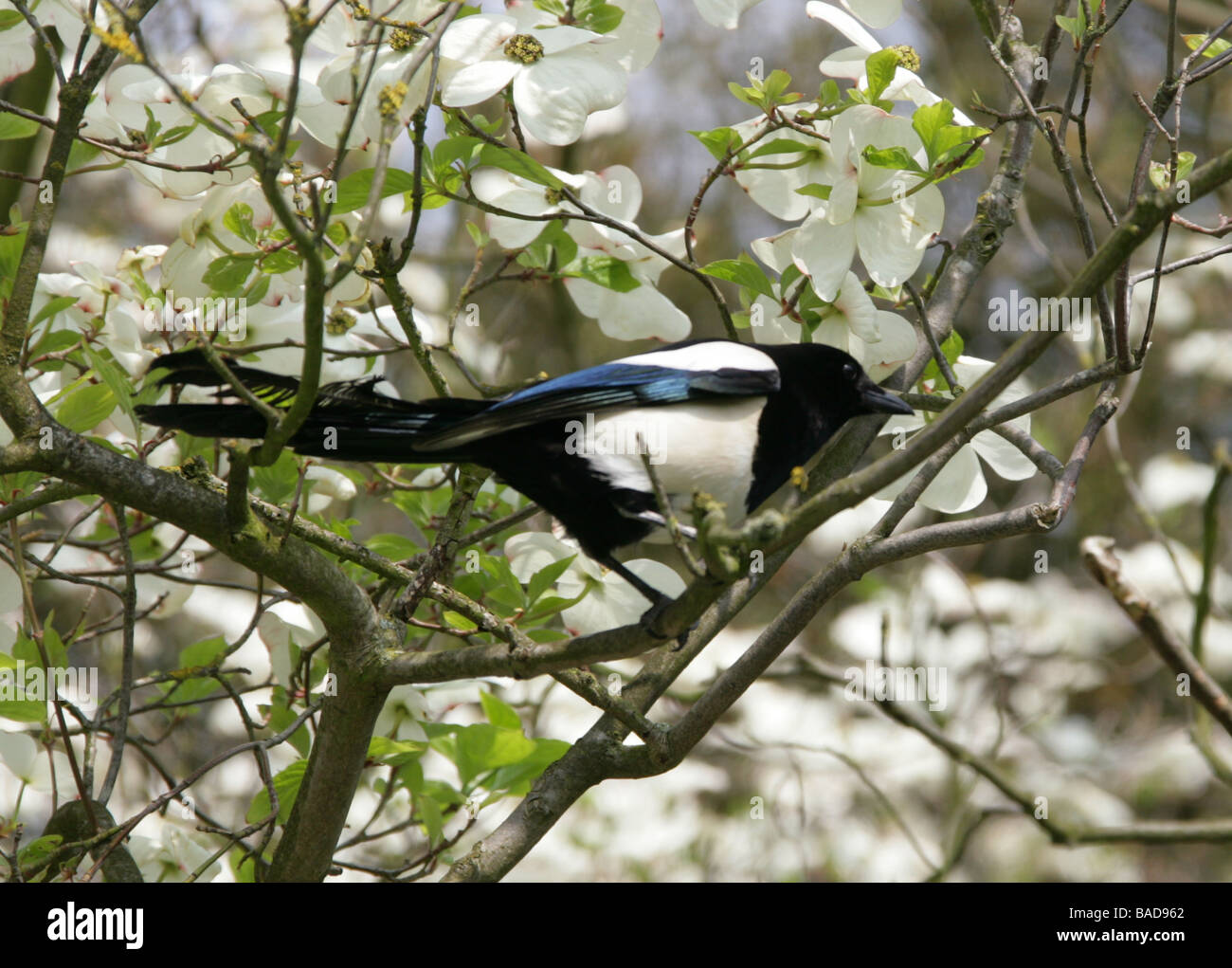 Magpie, Pica pica, in a Cornus florida Tree Stock Photo - Alamy