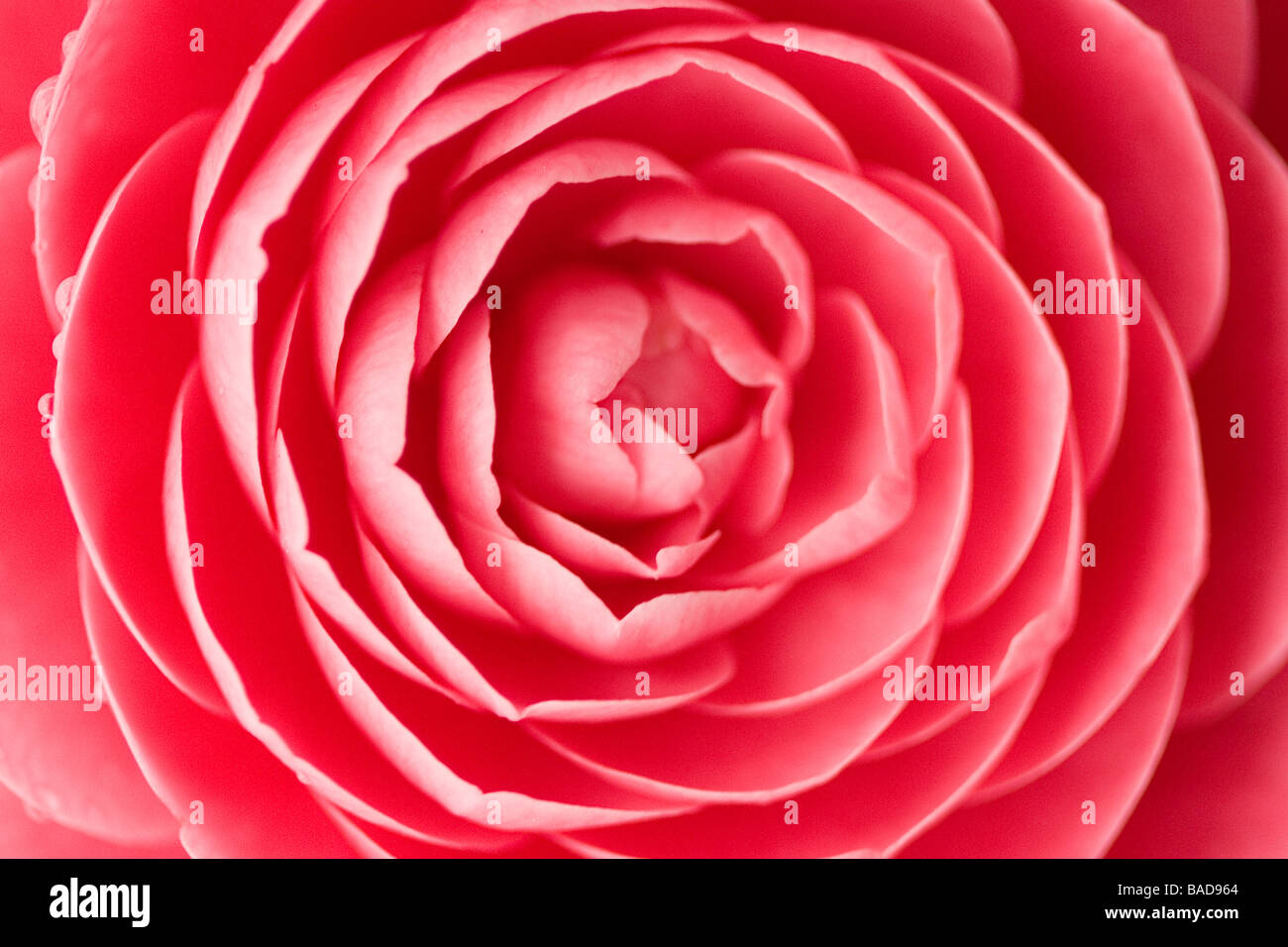 Pink camellia center detail Stock Photo - Alamy