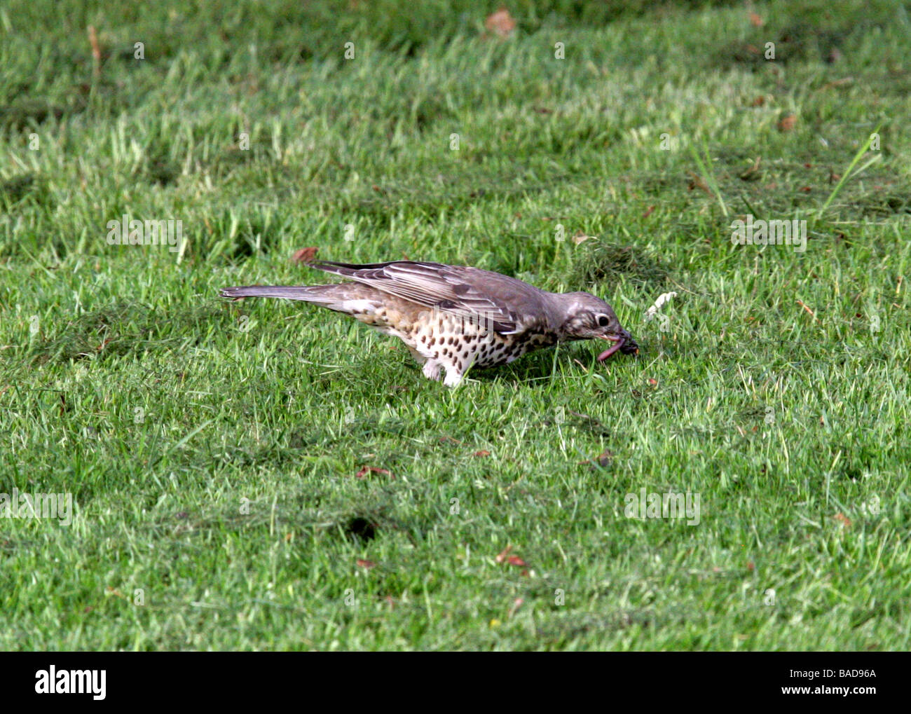 Thrush uk with worm hi-res stock photography and images - Alamy
