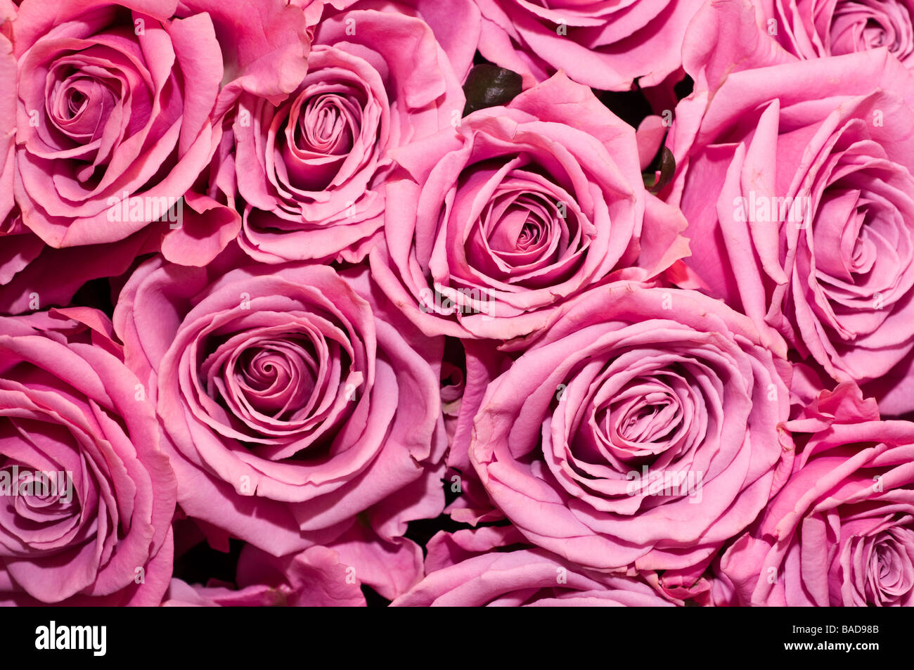 Bright pink roses Stock Photo - Alamy