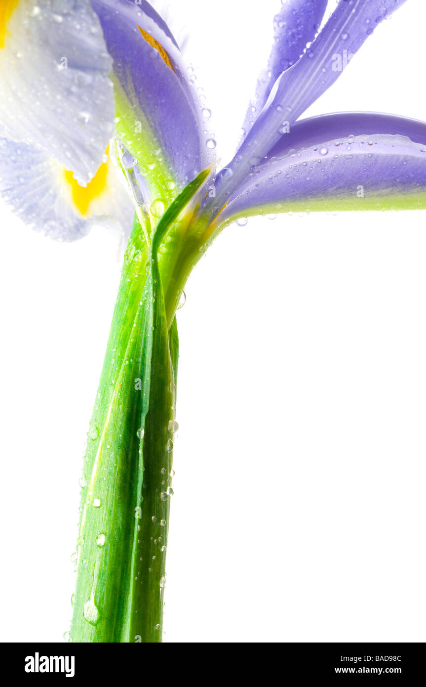 Red dutch iris hi-res stock photography and images - Alamy