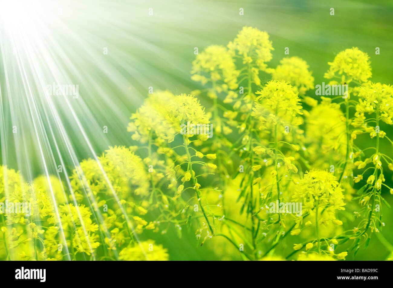 flower macro depth of field Stock Photo - Alamy