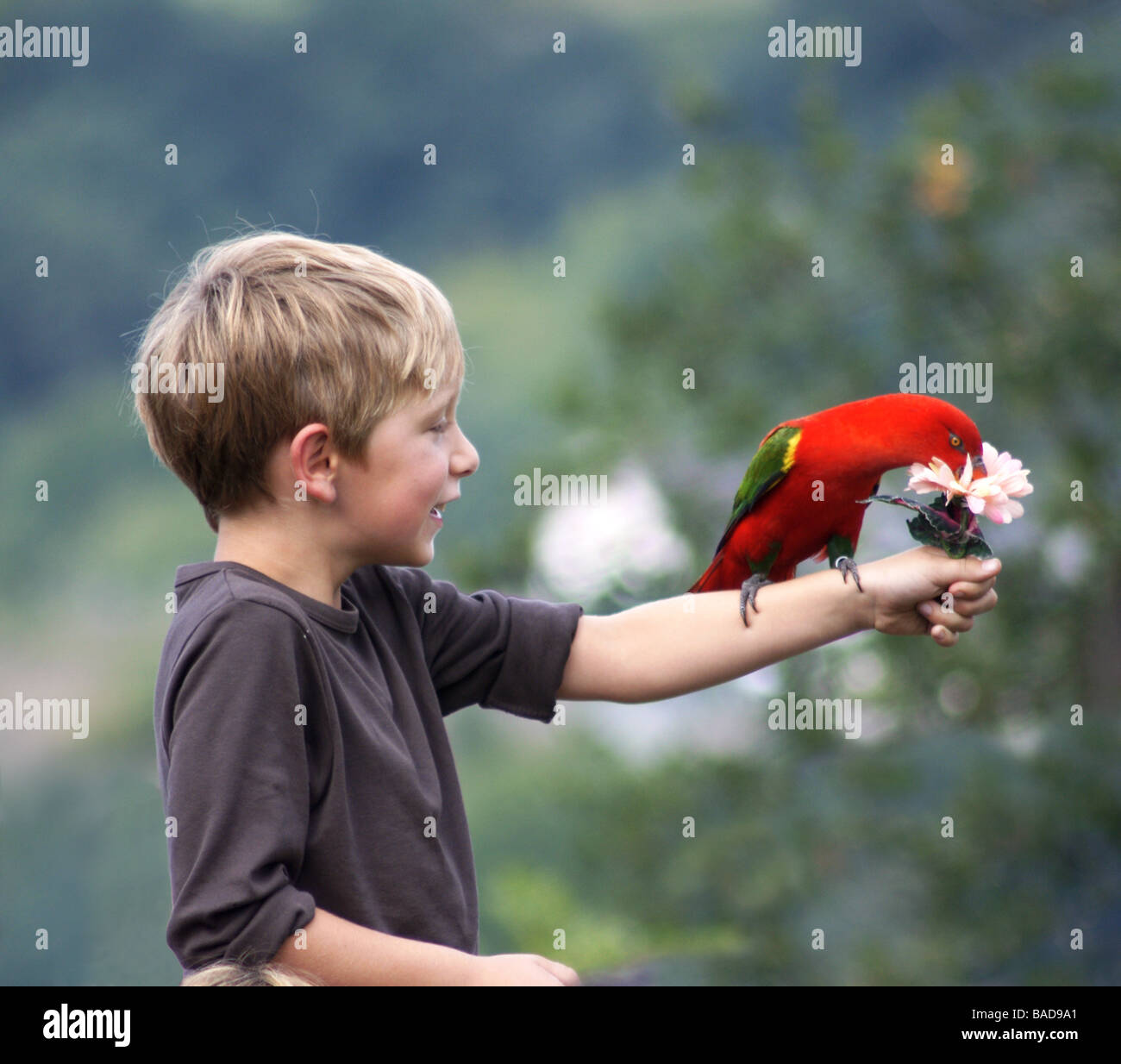 Young boy with a Chattering Lory Parrot 'Lorius garrulus' on his arm ...