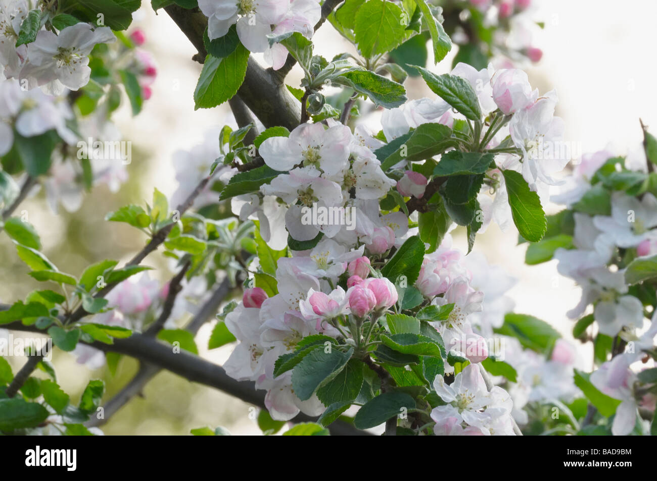 Apple tree in blossom in the United Kingdom Stock Photo - Alamy