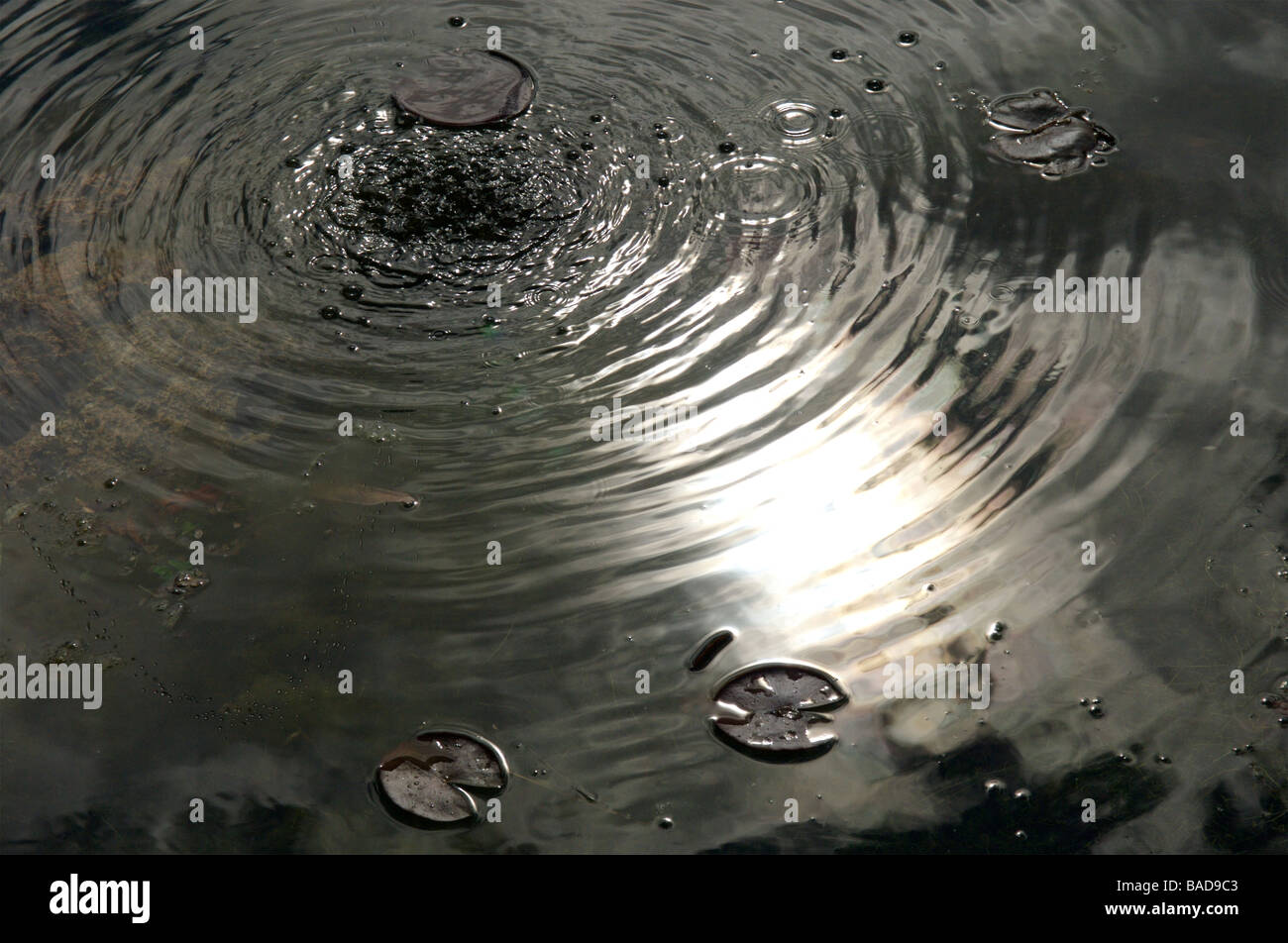 Ripples on a garden pond Stock Photo - Alamy