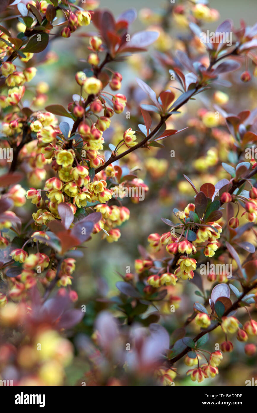 Red Berberis in flower Stock Photo - Alamy