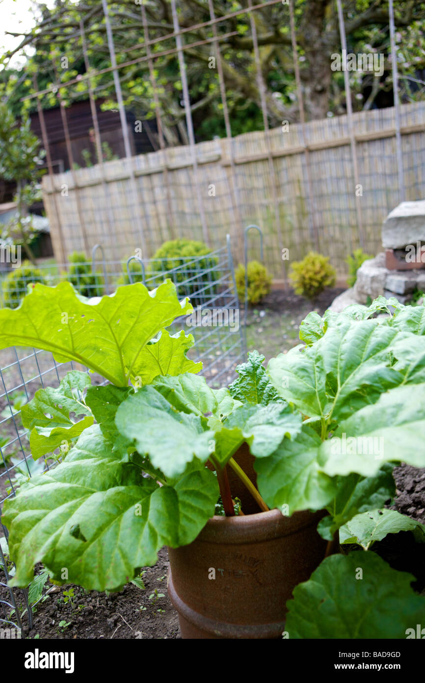 rhubarb growing in a vegetable garden Stock Photo - Alamy