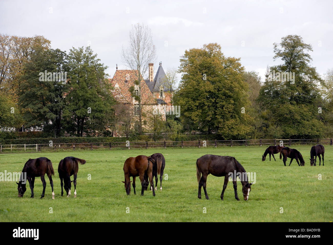 France, Calvados, Pays d'Auge, Victot Pontfol, stud of Victot, English ...