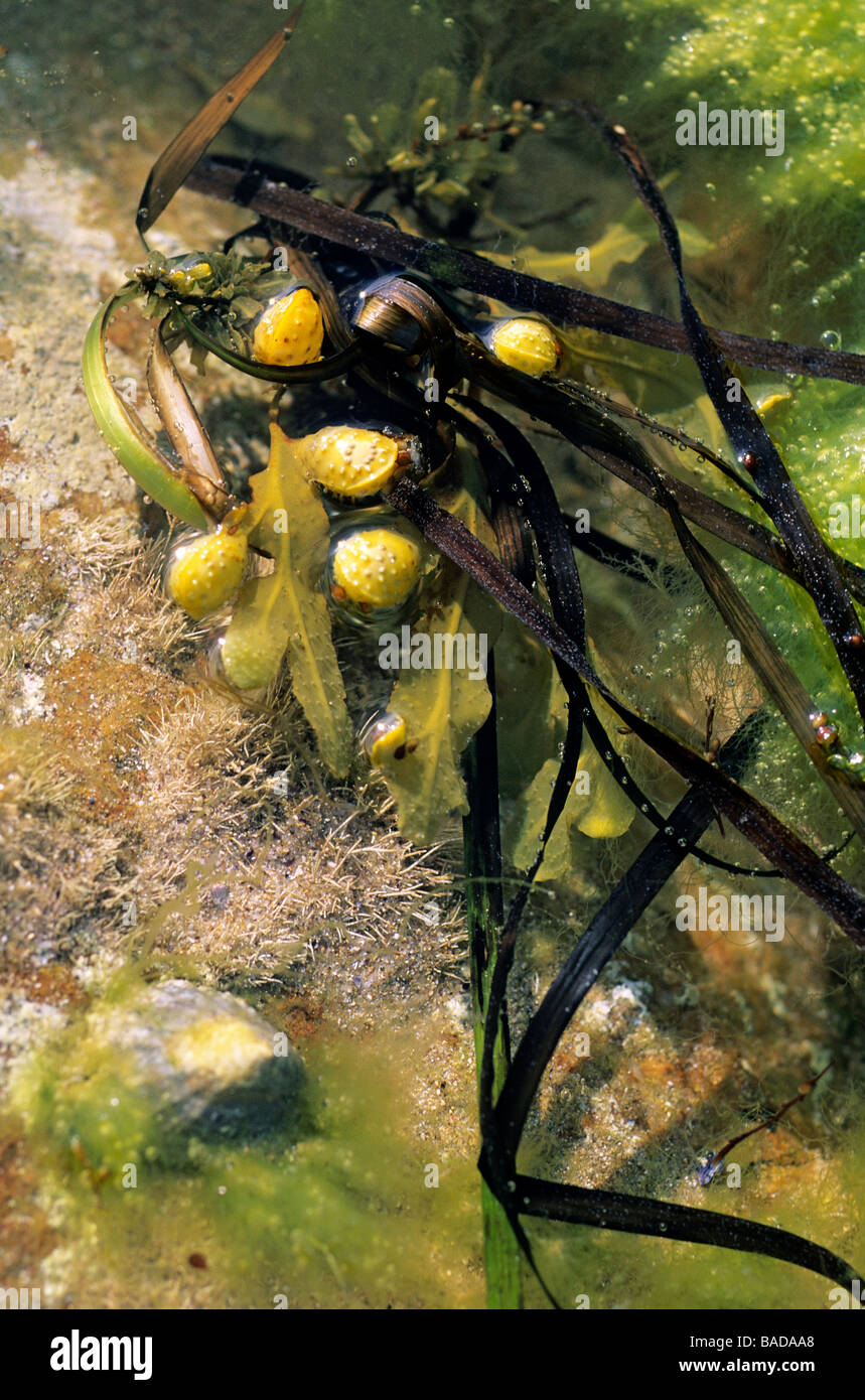 France, Cotes d'Armor, Cap Frehel, shellfish and algae on the rocks ...