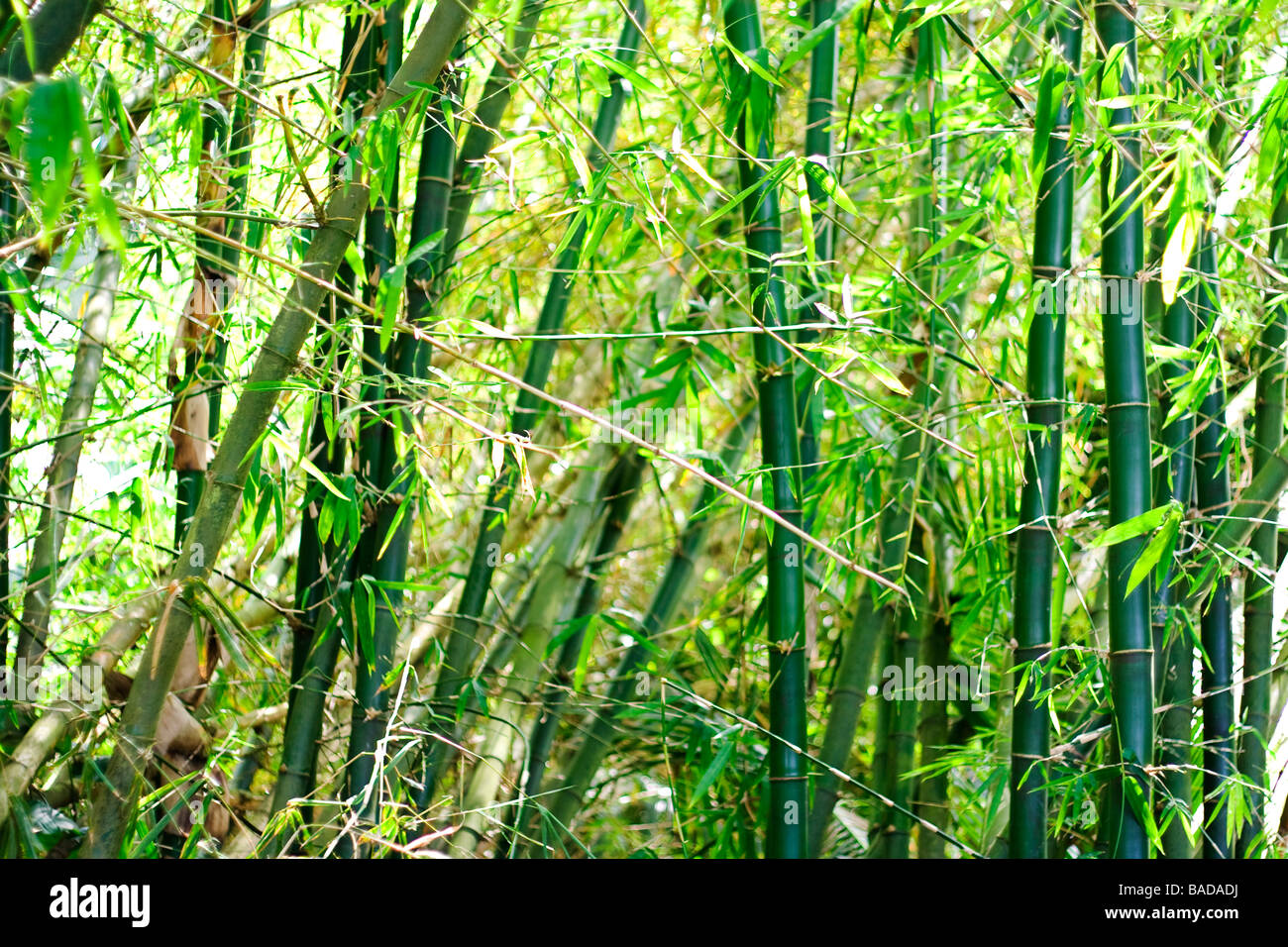 Bambusoideae grove hi-res stock photography and images - Alamy