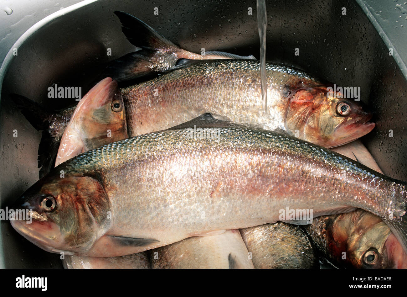 Shad fish river hi-res stock photography and images - Alamy
