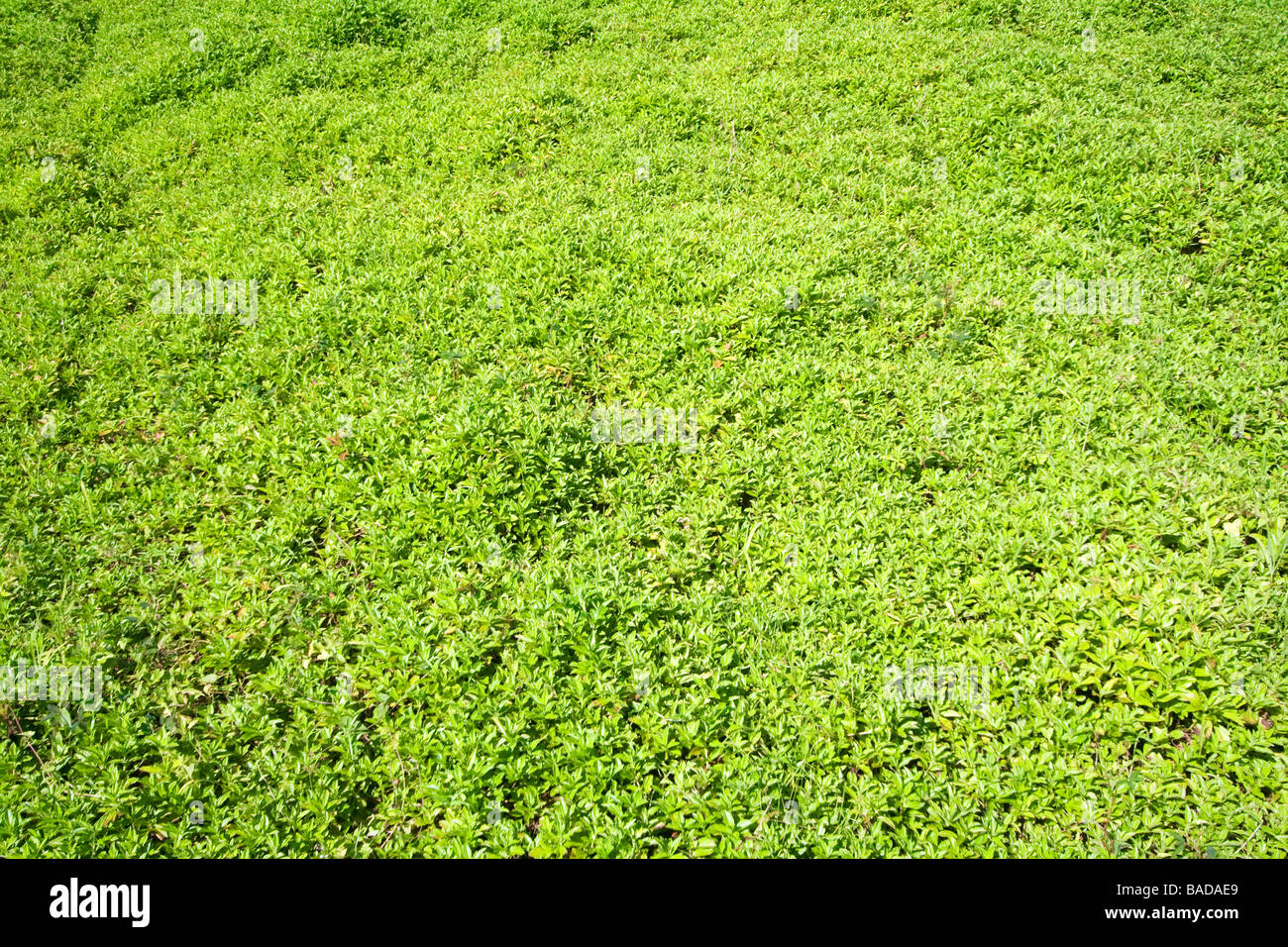 Carpet weeds hi-res stock photography and images - Alamy