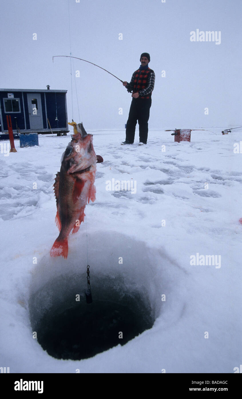 Canada, Quebec Province, Saguenay Fjord, white peach, Rene Bilodeau son ...