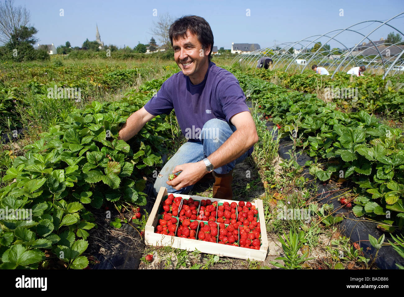 France, Ille et Vilaine, Saint Méloir des Ondes, Les Petits fruits ...