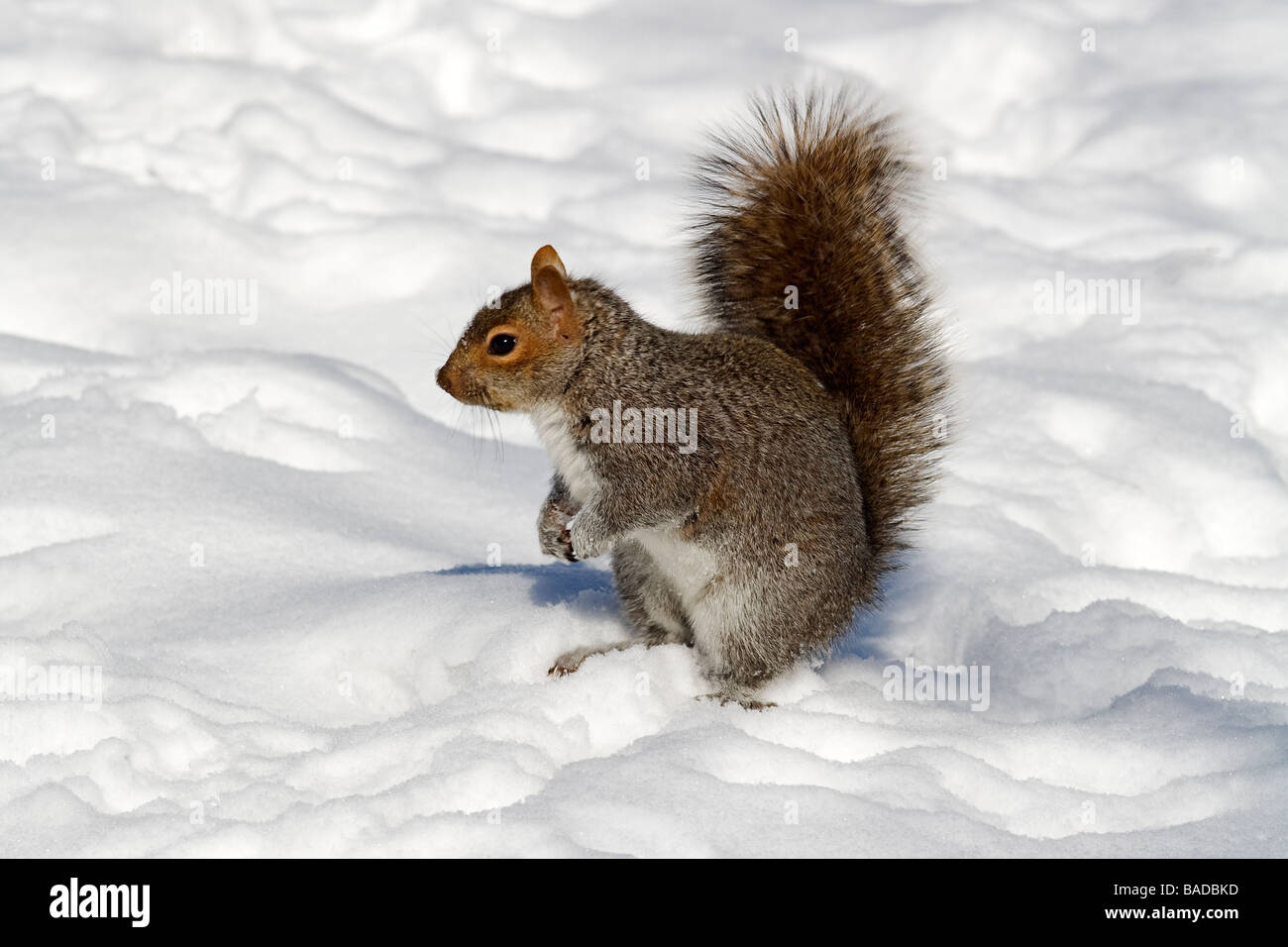 Canada, Quebec Province, Montreal, grey squirrel in the snow Stock ...
