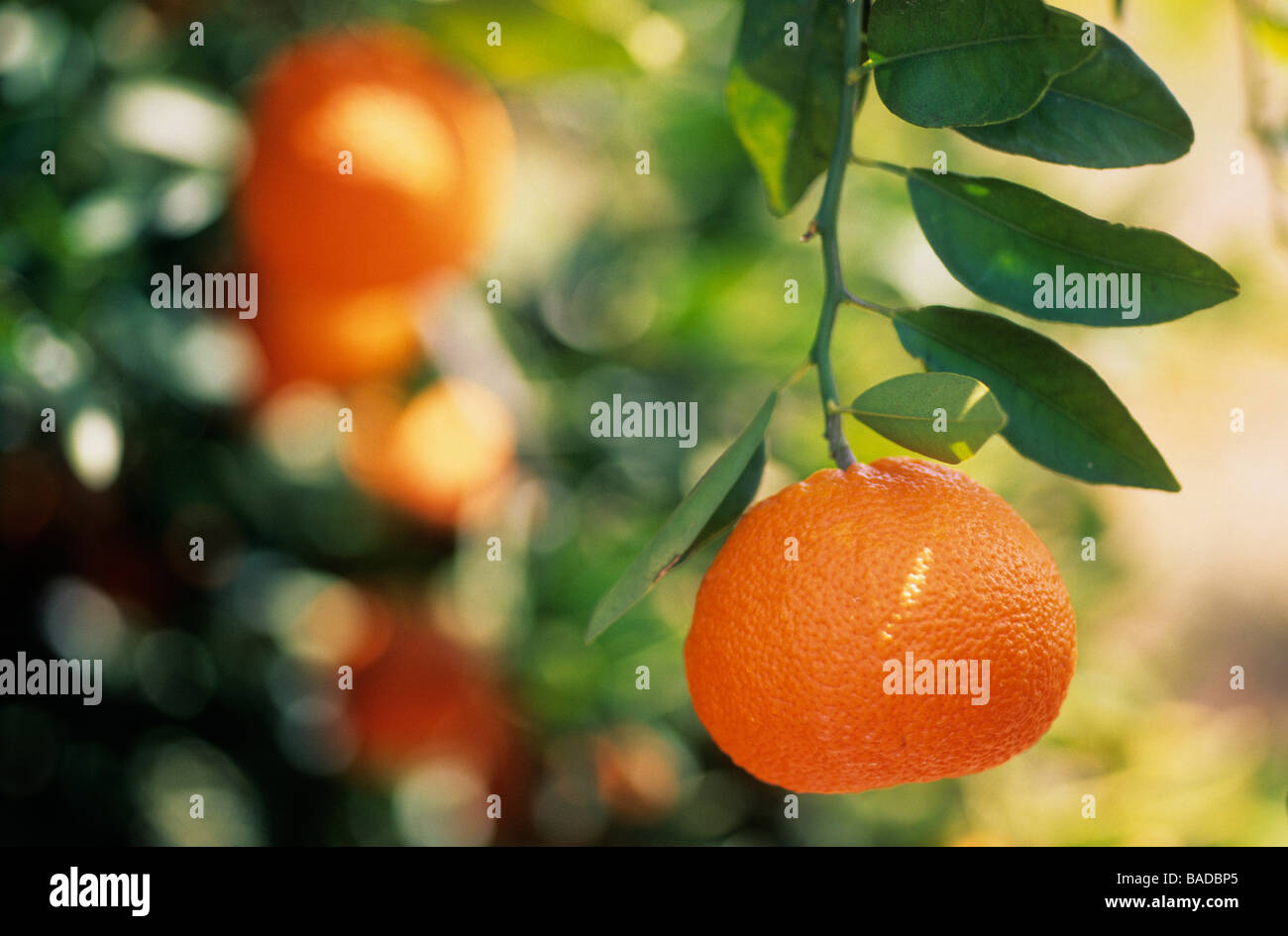 Cyprus, Paphos district, mandarin orange Stock Photo - Alamy