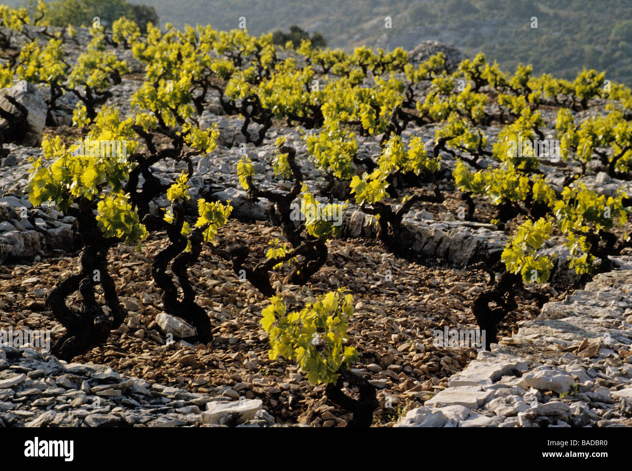Croatia, Dalmatia, Dalmatian Coast, Primosten, the vineyards, planting ...