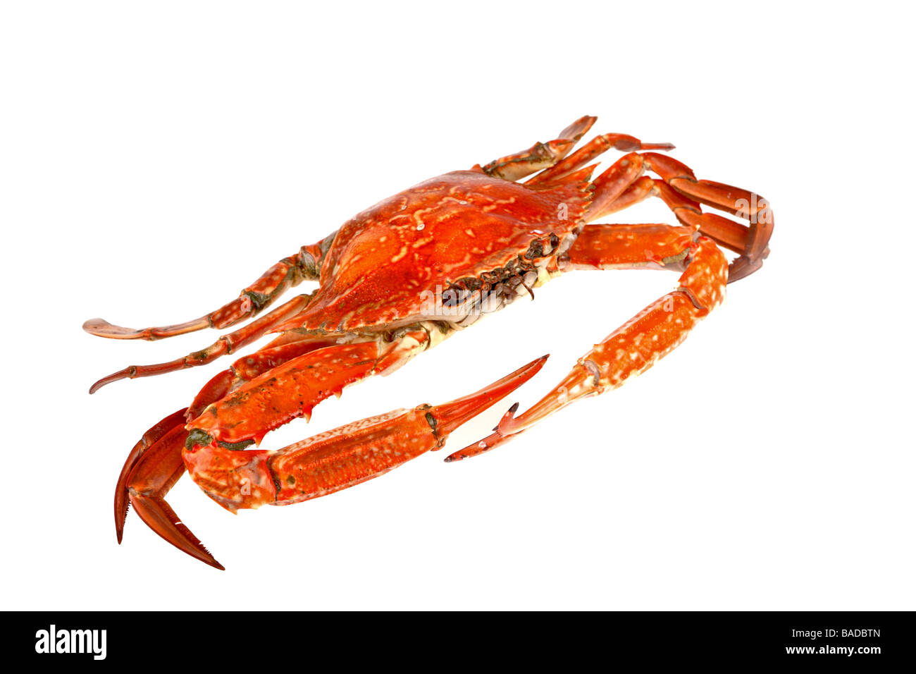 Cooked sand crab part of the portunidae family of animals Stock Photo ...