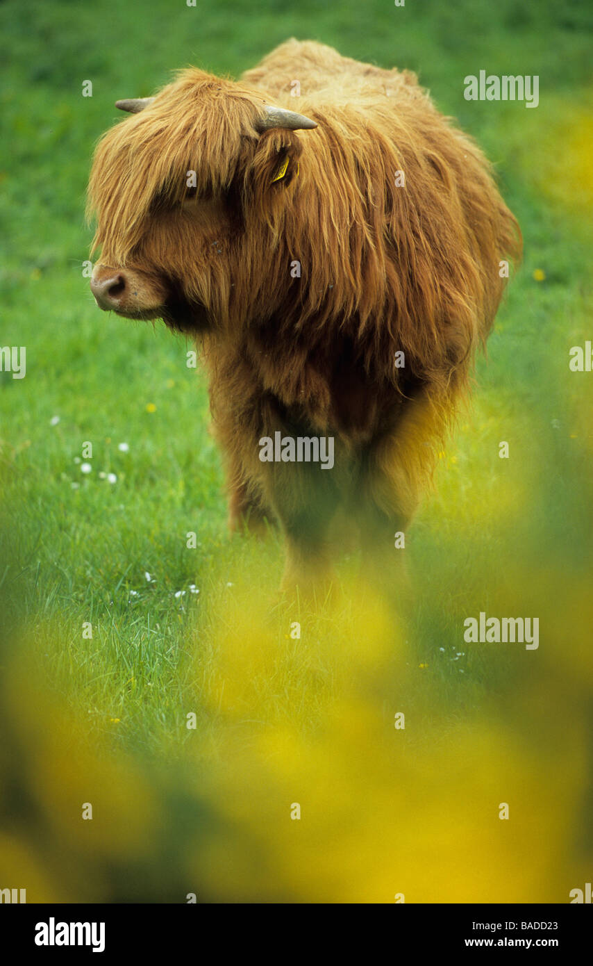Scotland, Highland, environs de Grantown on Spey, Highlands Angus steer ...