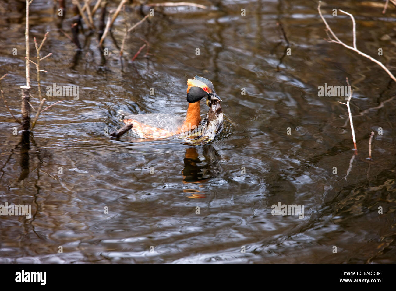 Slavonian Grebe, Podiceps auritus, displaying, carrying weed on ...