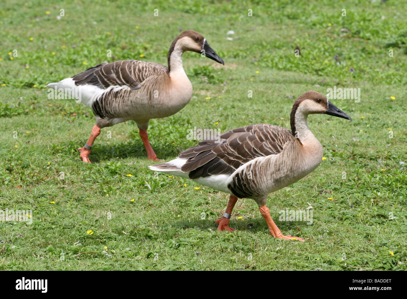 Pair Of Swan Geese Anser cygnoides Walking On Grass In Sunlight at ...