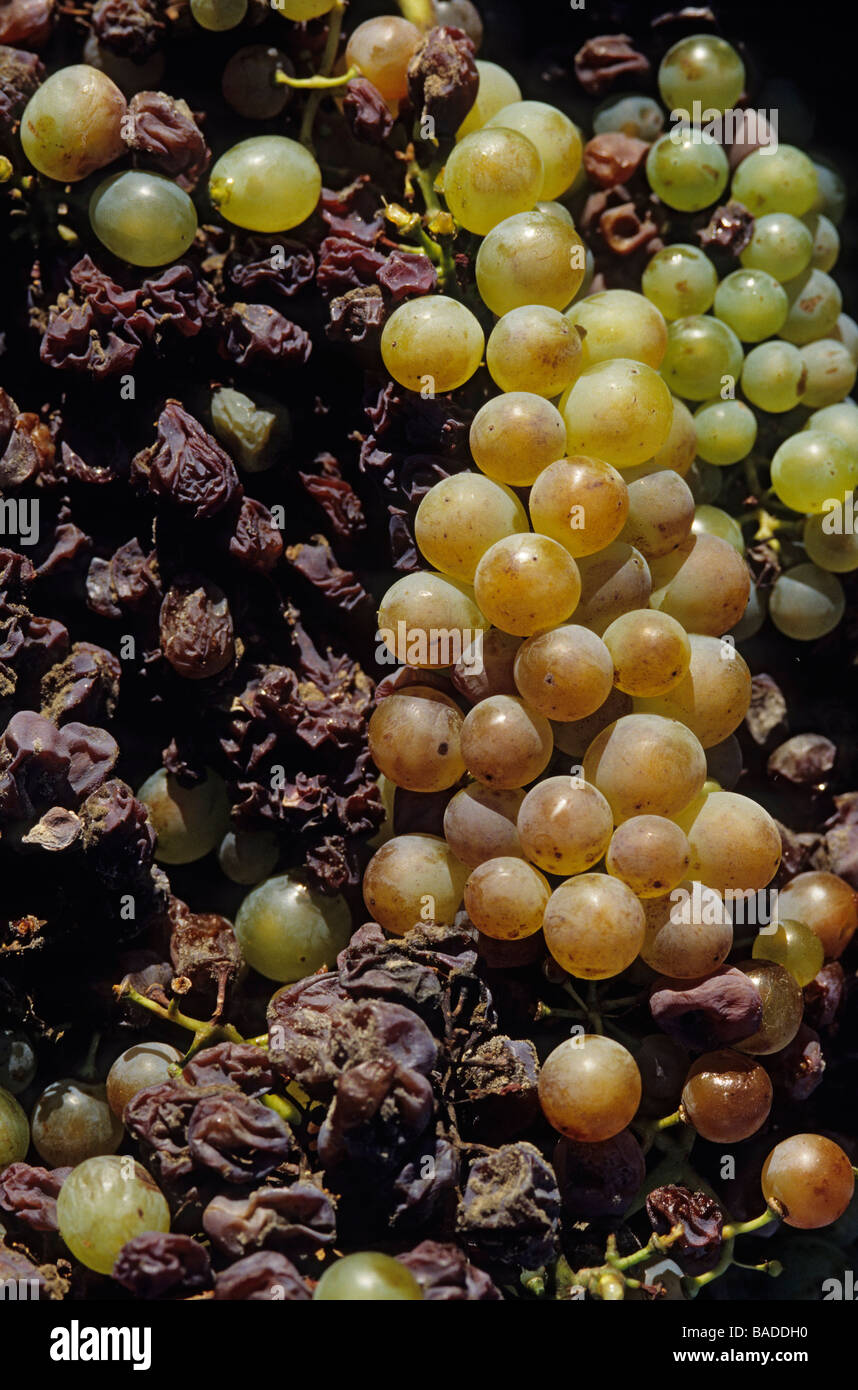 Furmint hungary hi-res stock photography and images - Alamy