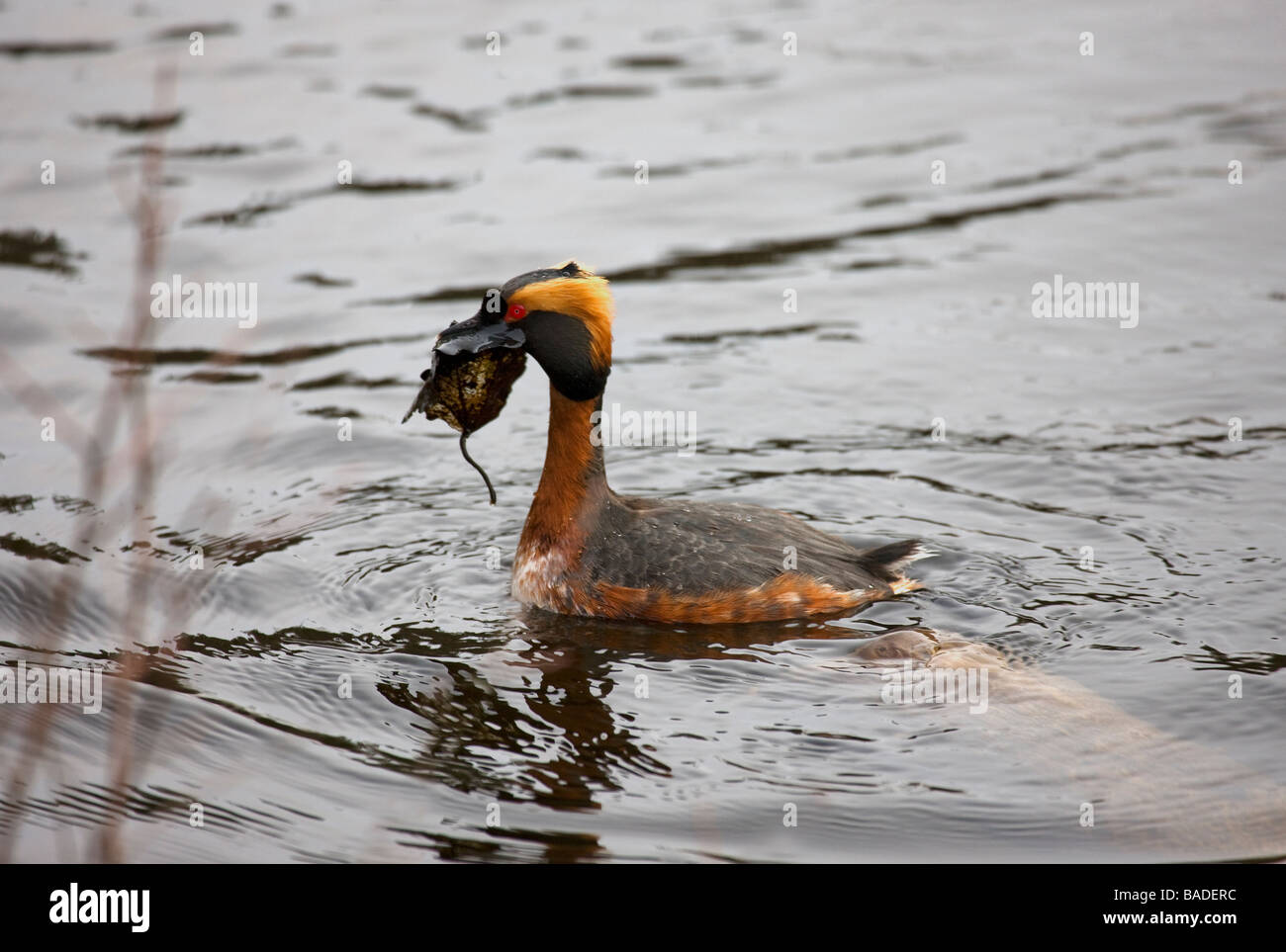 Slavonian Grebe, Podiceps auritus, displaying, carrying weed on ...
